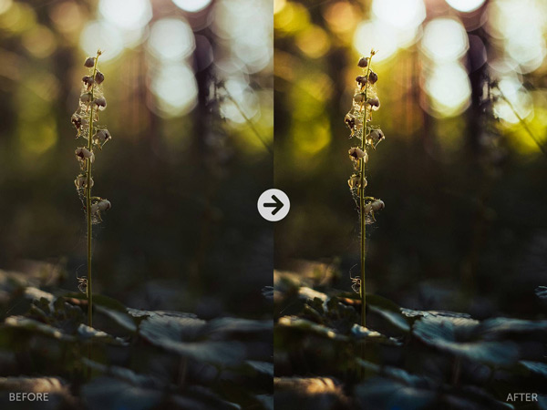 Free Mystic Forest Preset - PSD Stack